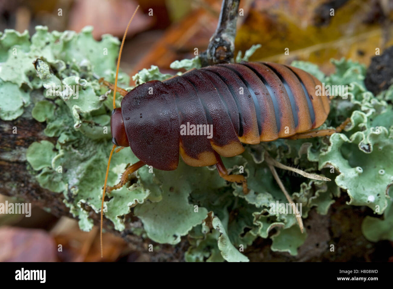 Cape Mountain Cockroach (Aptera fusca) female, South Africa Stock Photo ...