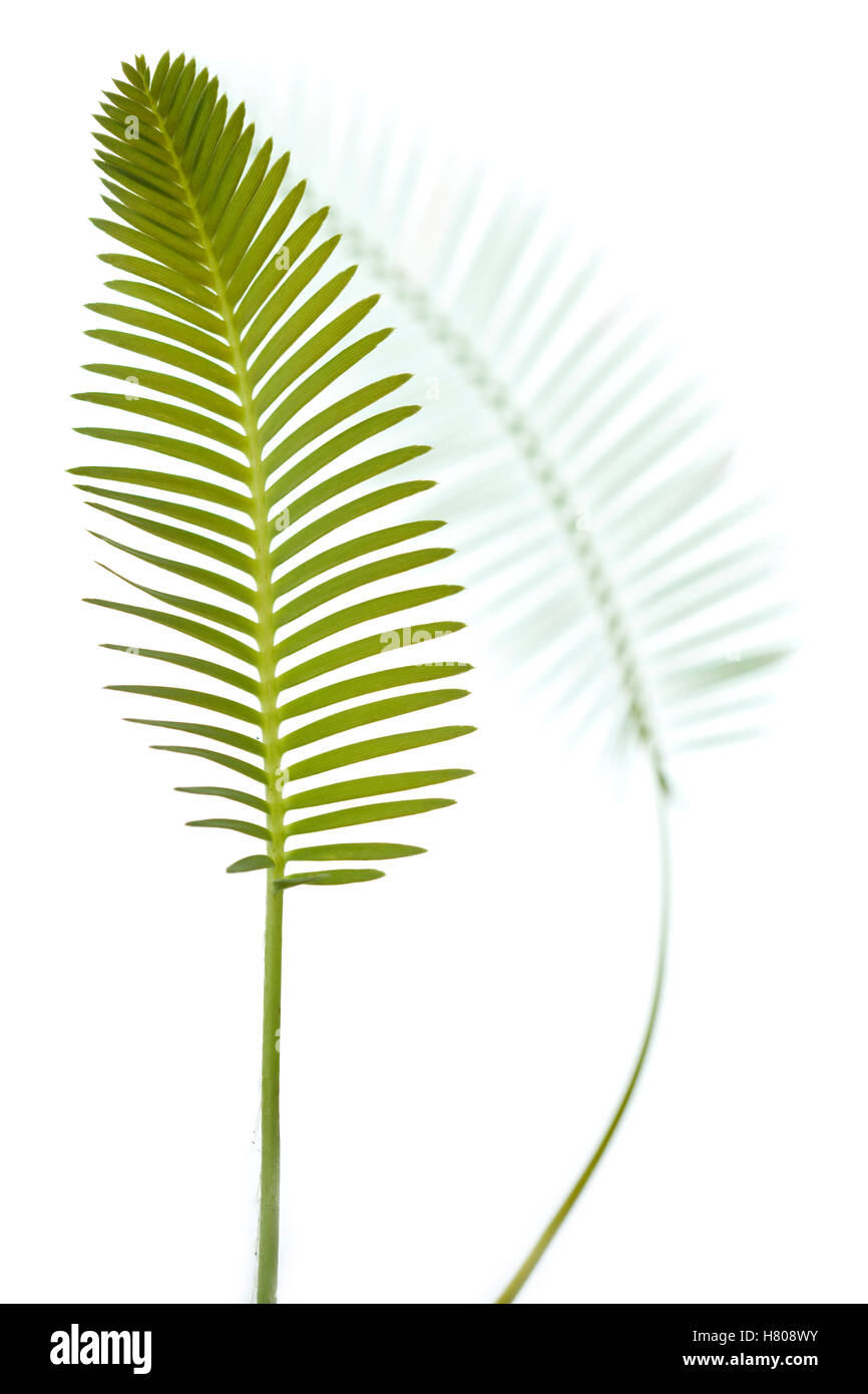 Mexican Cycad (Dioon edule) leaf, Mexico Stock Photo - Alamy