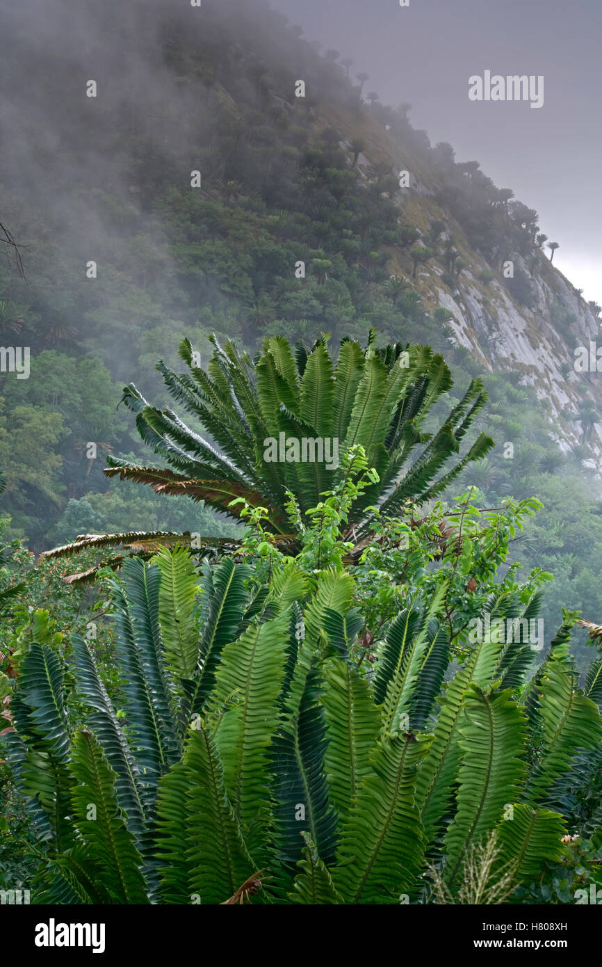 Modjadji Cycad (Encephalartos transvenosus), Modjadji Cycad Reserve ...