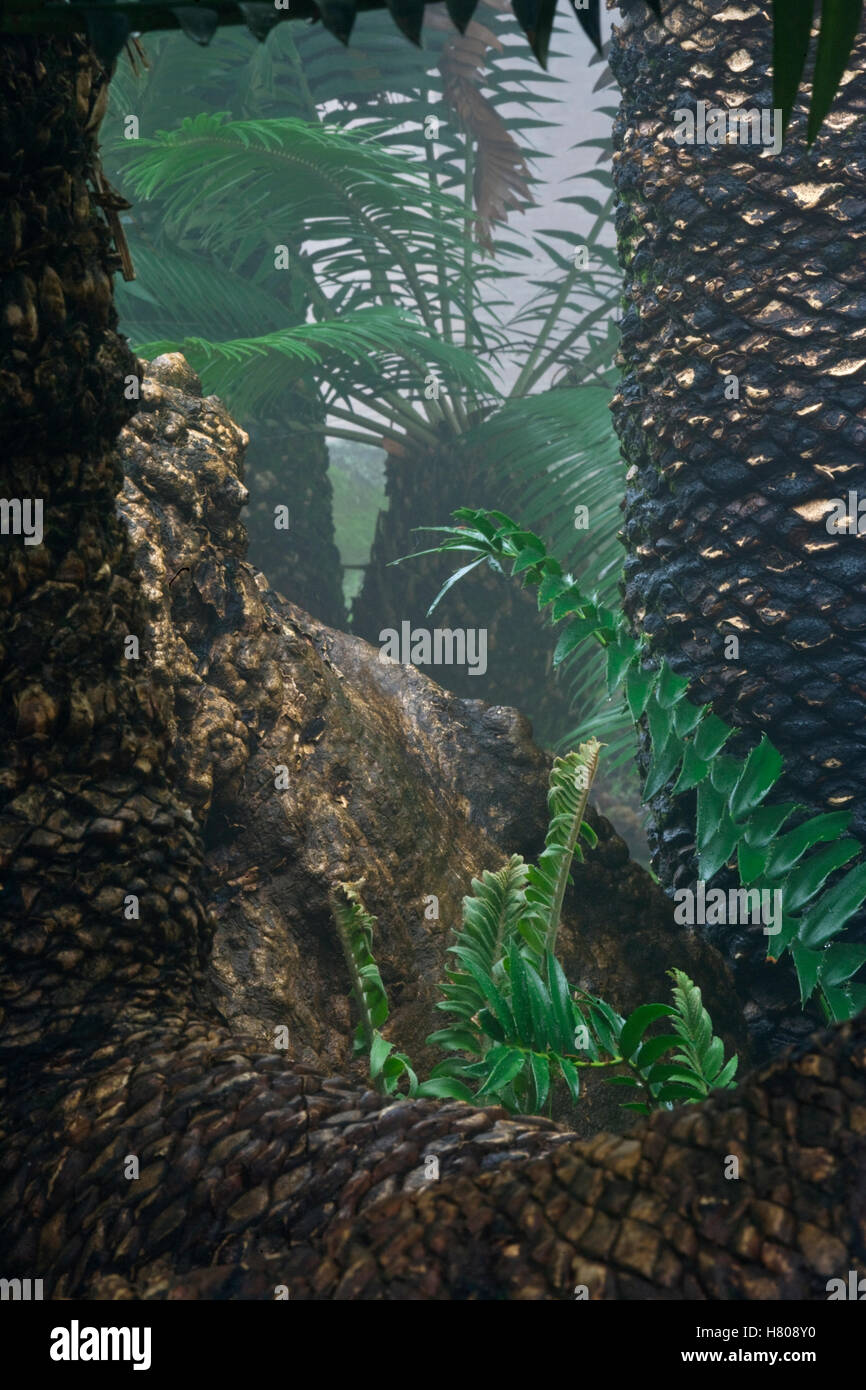 Modjadji Cycad (Encephalartos transvenosus) forest, South Africa Stock ...