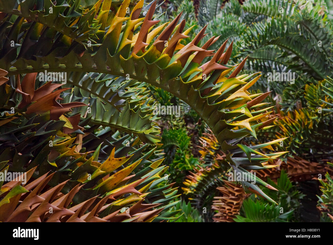 Cycad (Cycas sp) leaves with defensive spikes, South Africa Stock Photo ...