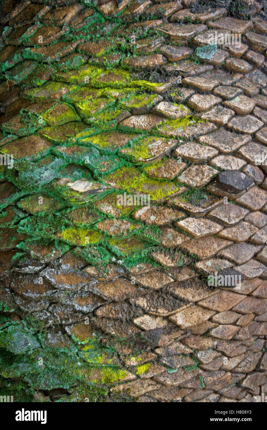 Cycad (Cycas sp) trunks are covered with old leaf petioles, and special ...