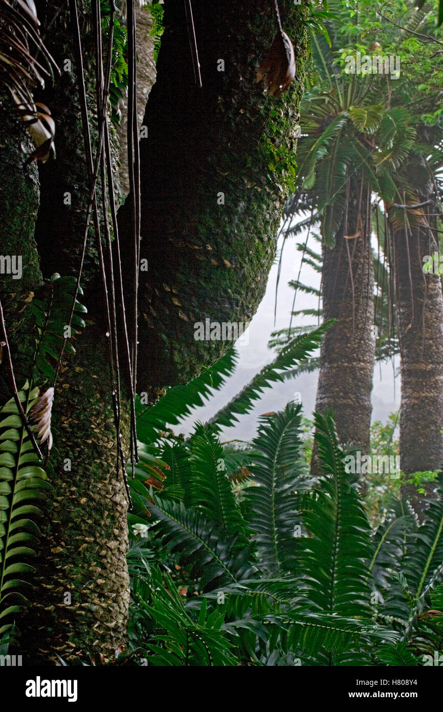 Modjadji Cycad (Encephalartos transvenosus) forest, South Africa Stock ...