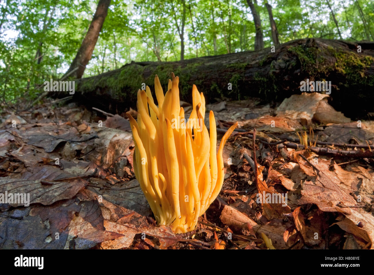 Golden Spindles (Clavulinopsis fusiformis) mushroom, Connecticut Stock ...