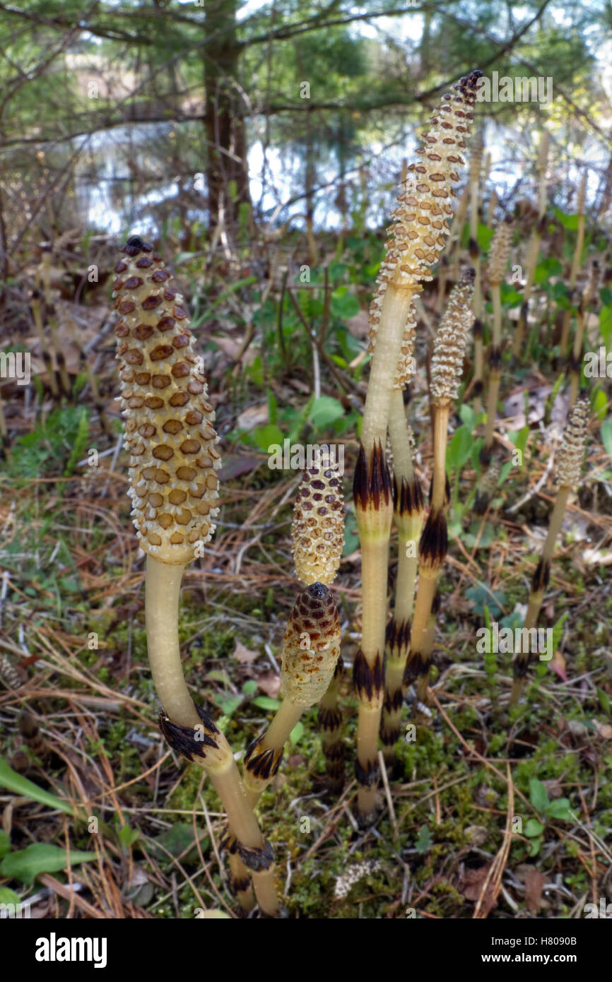 Field Horsetail (Equisetum arvense) stems topped with spore-producing ...