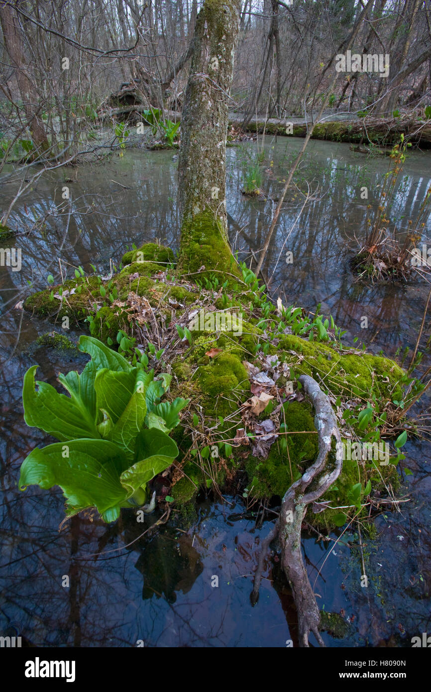 Vernal pools, Estabrook Woods, Massachusetts Stock Photo - Alamy