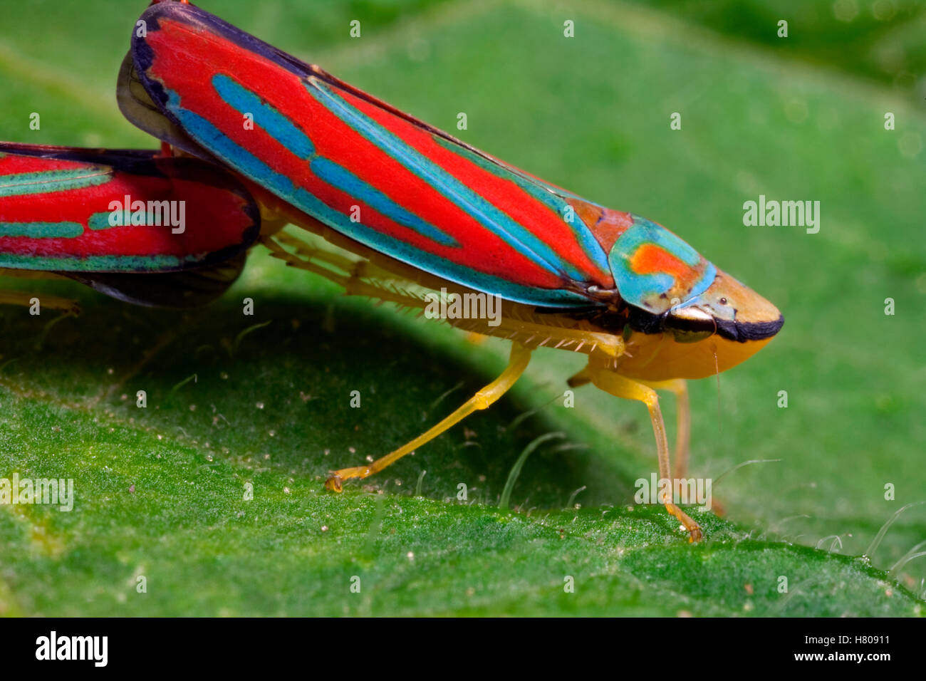 Red-banded Leafhopper (Graphocephala coccinea), Estabrook Woods ...