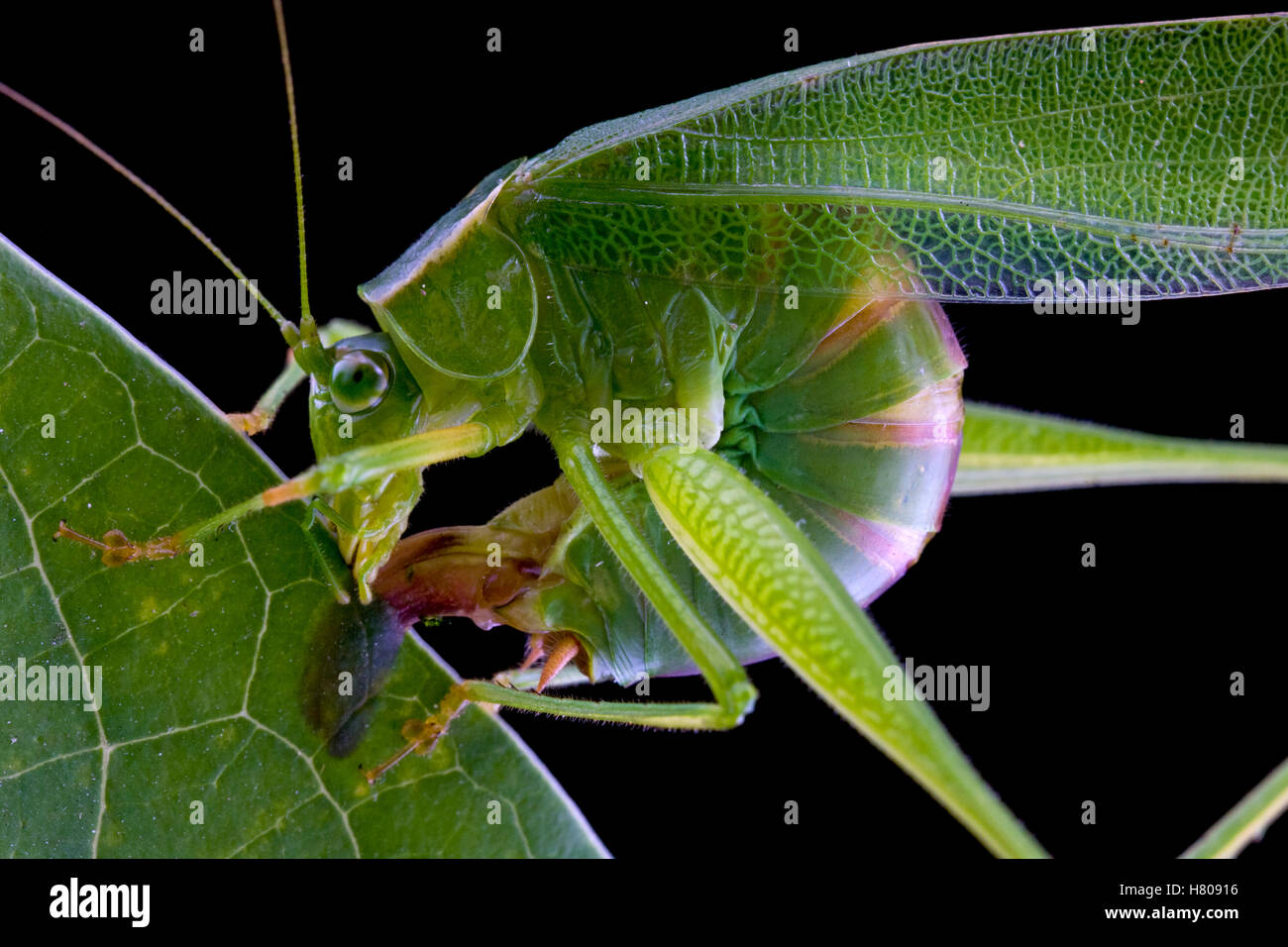 Forktailed Bush Katydid (Scudderia furcata) female laying eggs in leaf ...
