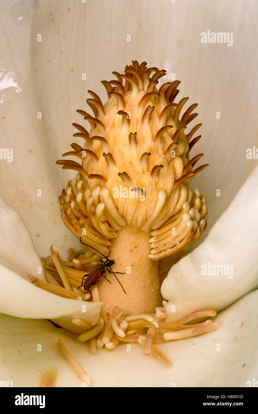 Big-leaf Magnolia (Magnolia macrophylla) flower with pollen producing ...