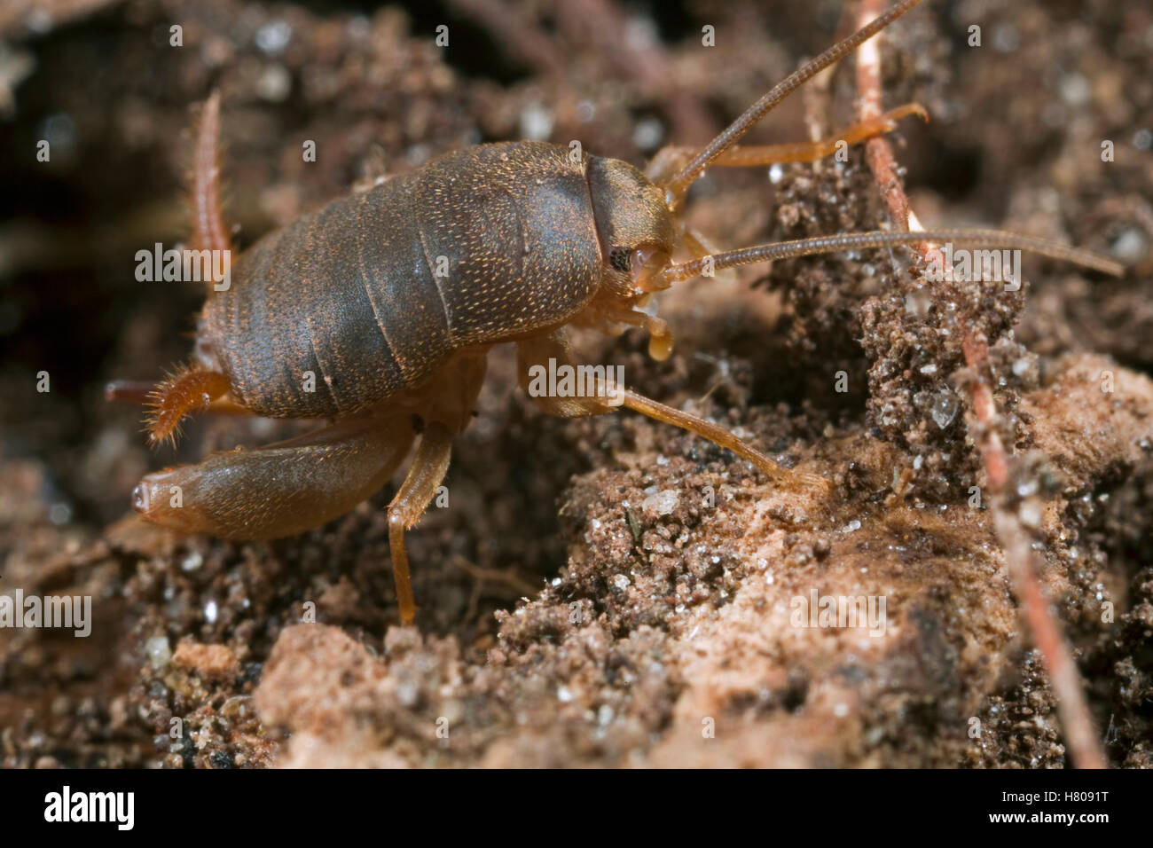 Eastern Ant Cricket (Myrmecophilus pergandei) living in ant nest ...