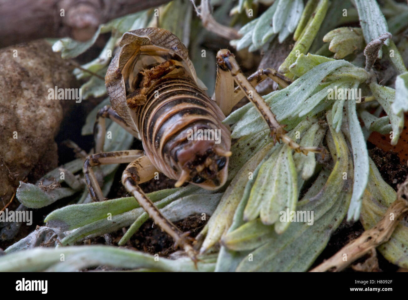 Sagebrush Grig (Cyphoderris strepitans) male, showing partially damaged ...