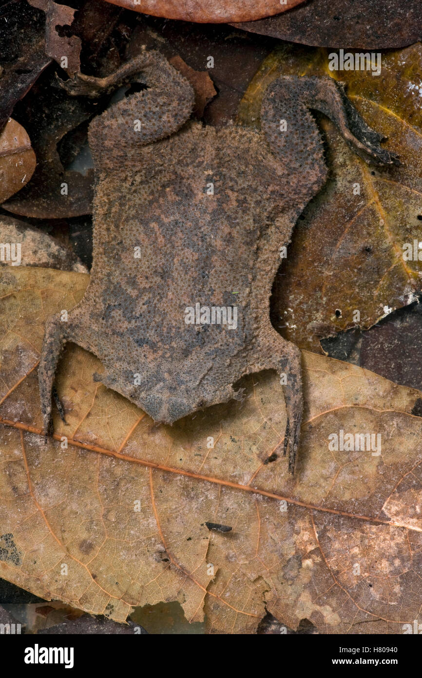 Surinam Toad (Pipa pipa) mimicking leaf litter in pond, Guyana Stock ...