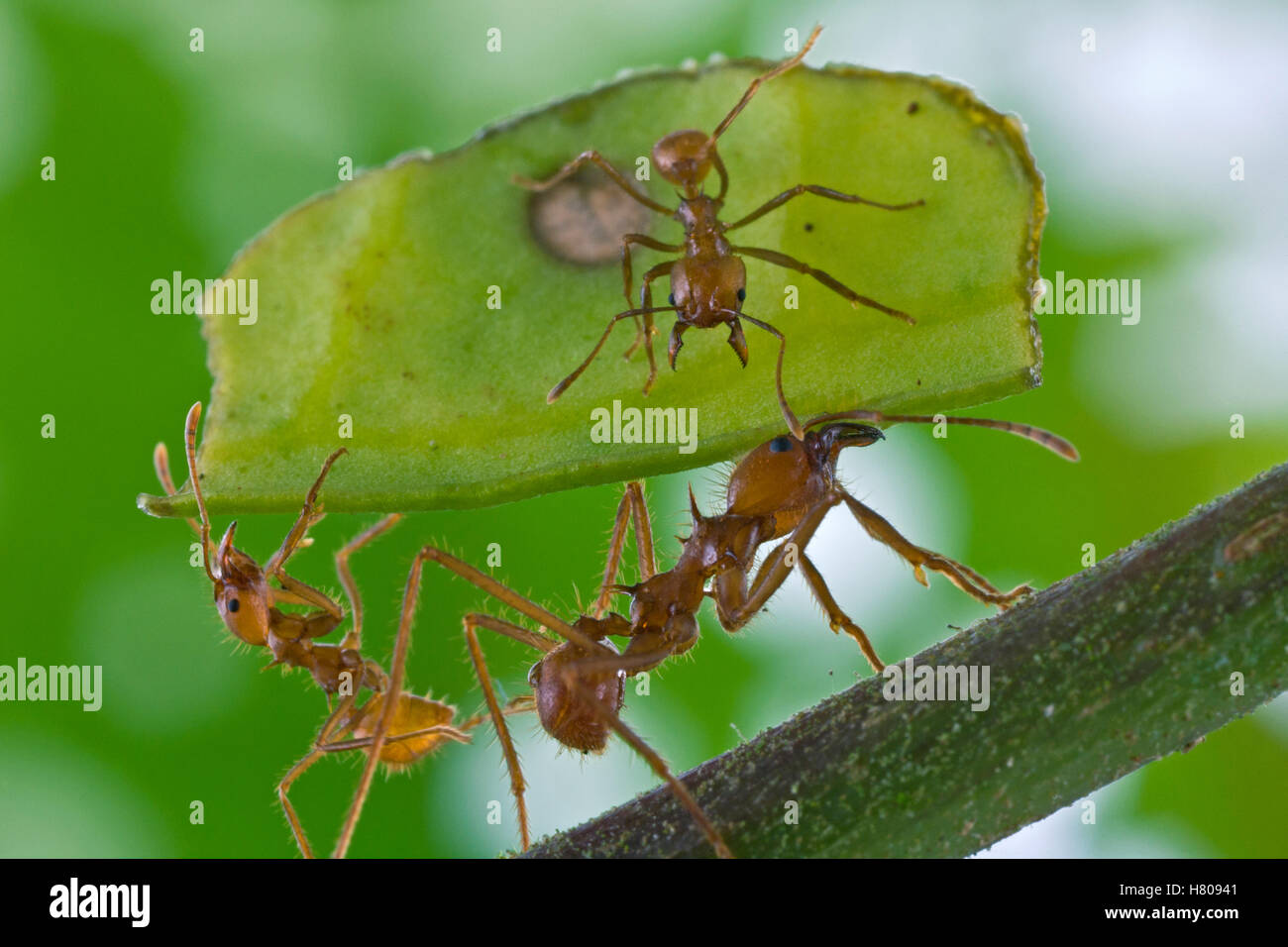 Leafcutter Ant (Atta cephalotes) worker on leaf protecting larger ...