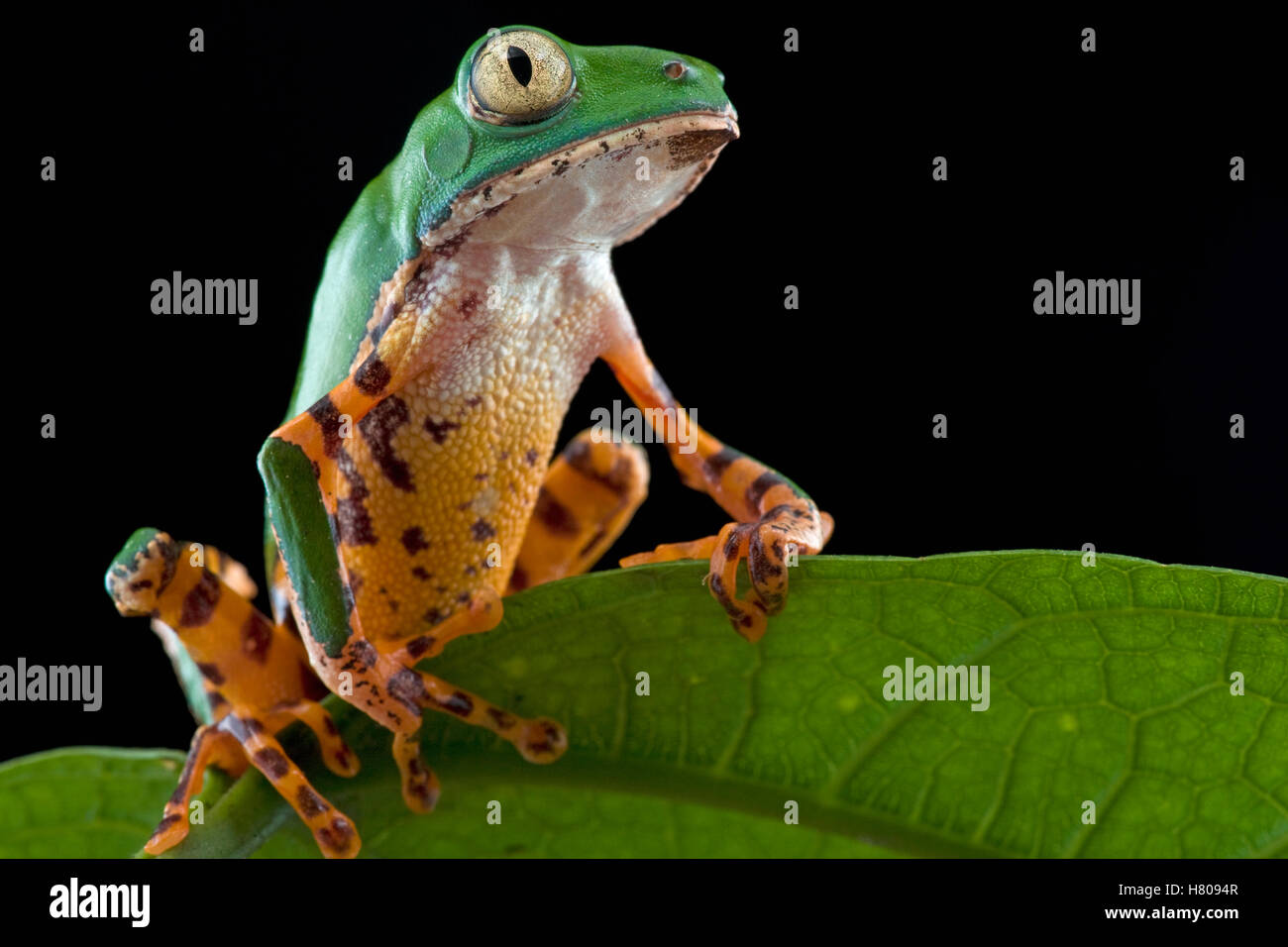 Tiger-striped Leaf Frog (Phyllomedusa tomopterna), Surinam Stock Photo - Alamy