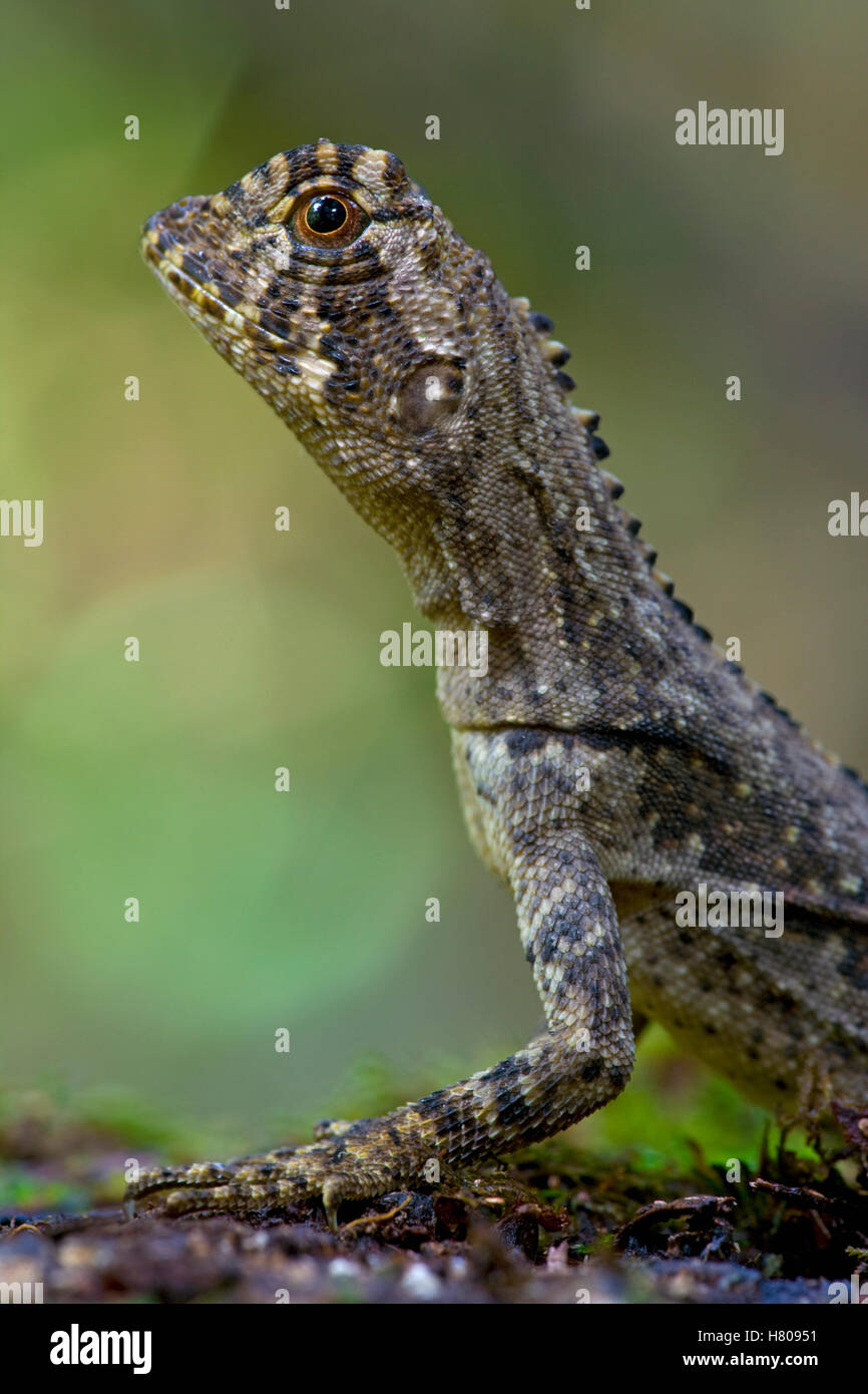 Diving Lizard (Uranoscodon superciliosus), Guyana Stock Photo - Alamy
