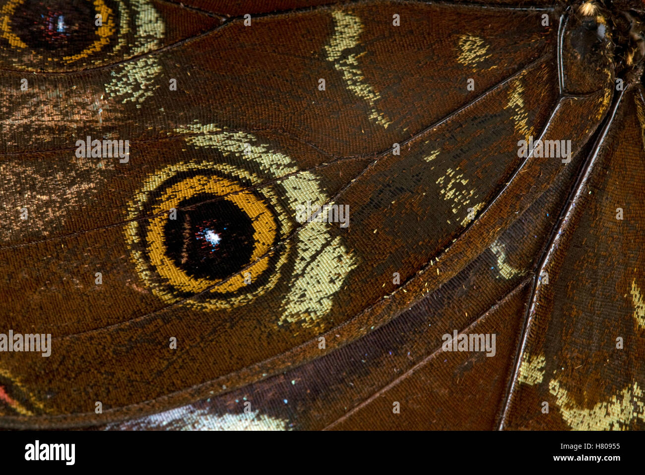 Morpho Butterfly (Morpho sp) wing with false eye spot, Guyana Stock ...