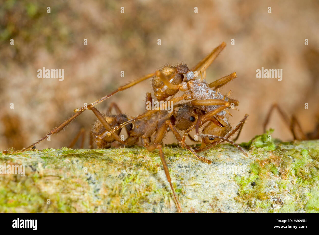 Leafcutter Ant (Acromyrmex sp) carrying worker covered with spores of ...