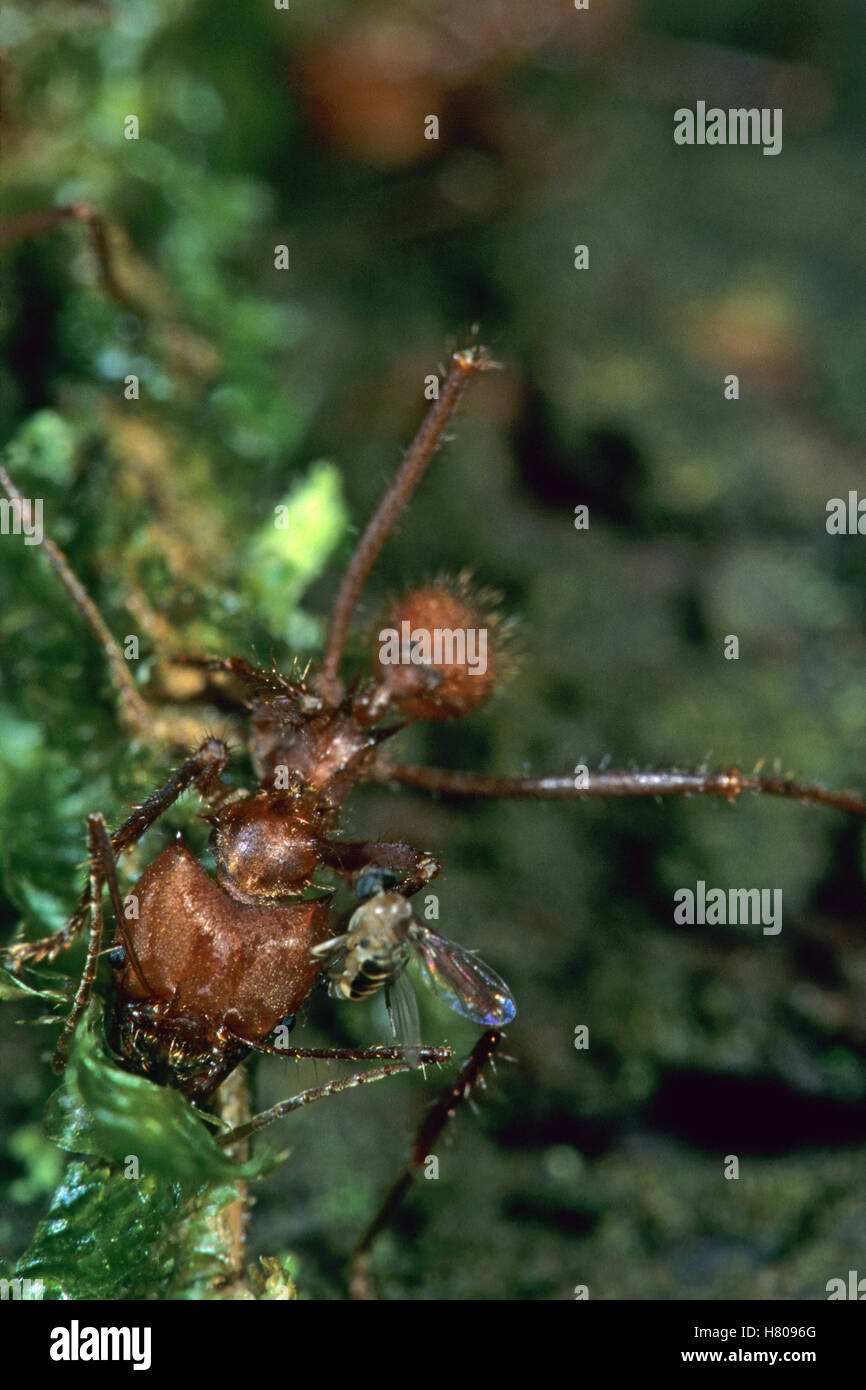 Phorid Fly (Phoridae) laying eggs on leafcutter ant head, the ...