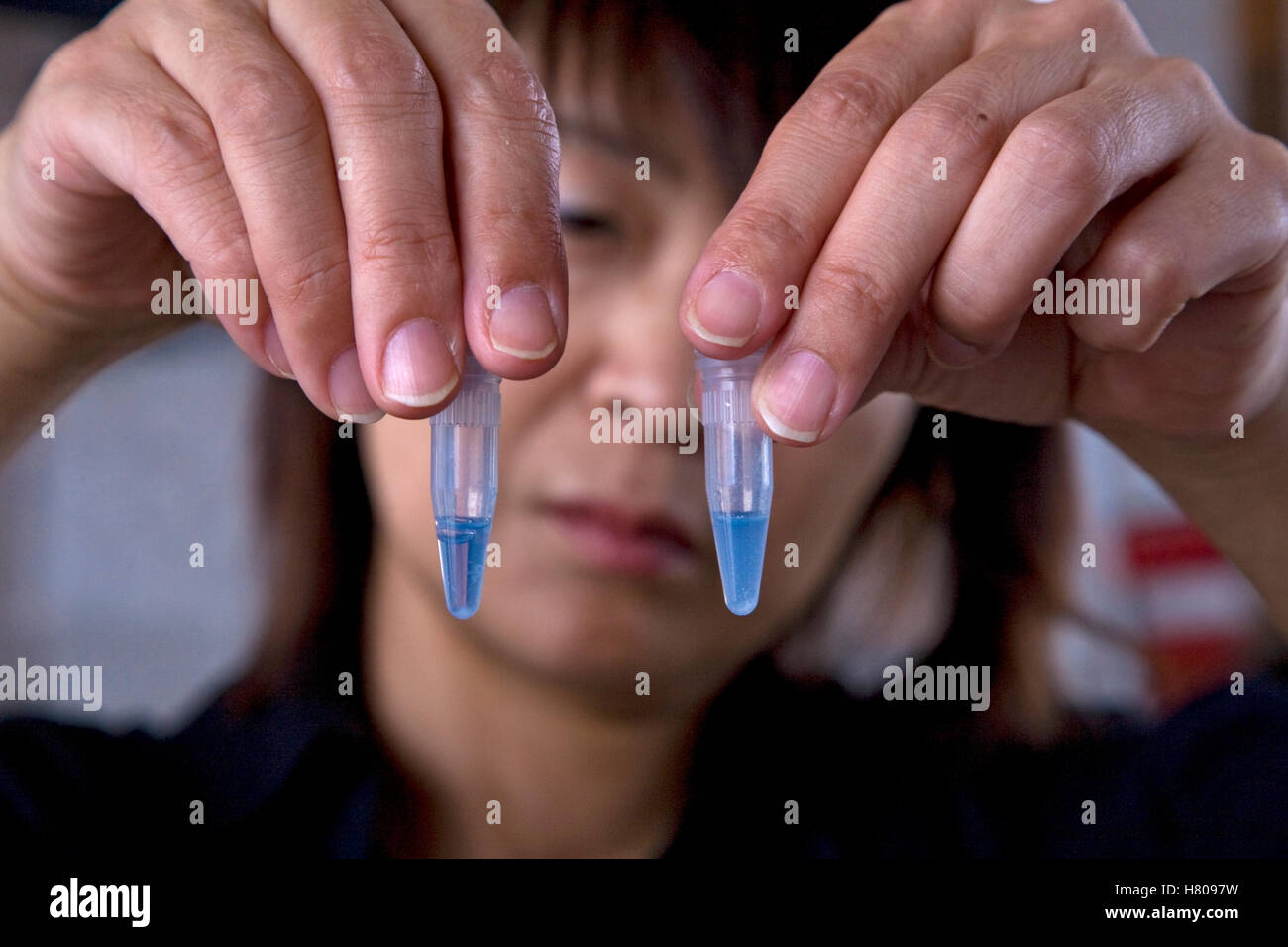 Japanese Horseshoe Crab (Tachypleus tridentatus) blood which is blue ...