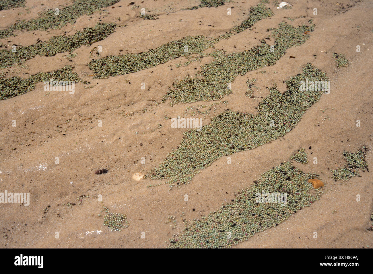 Horseshoe Crab (Limulus polyphemus) eggs on beach, Delaware Stock Photo ...
