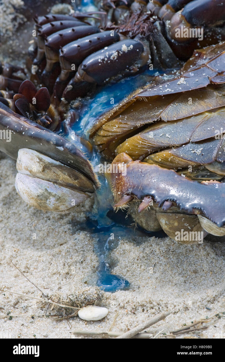 Horseshoe Crab (Limulus polyphemus) blood which is blue due to copper ...