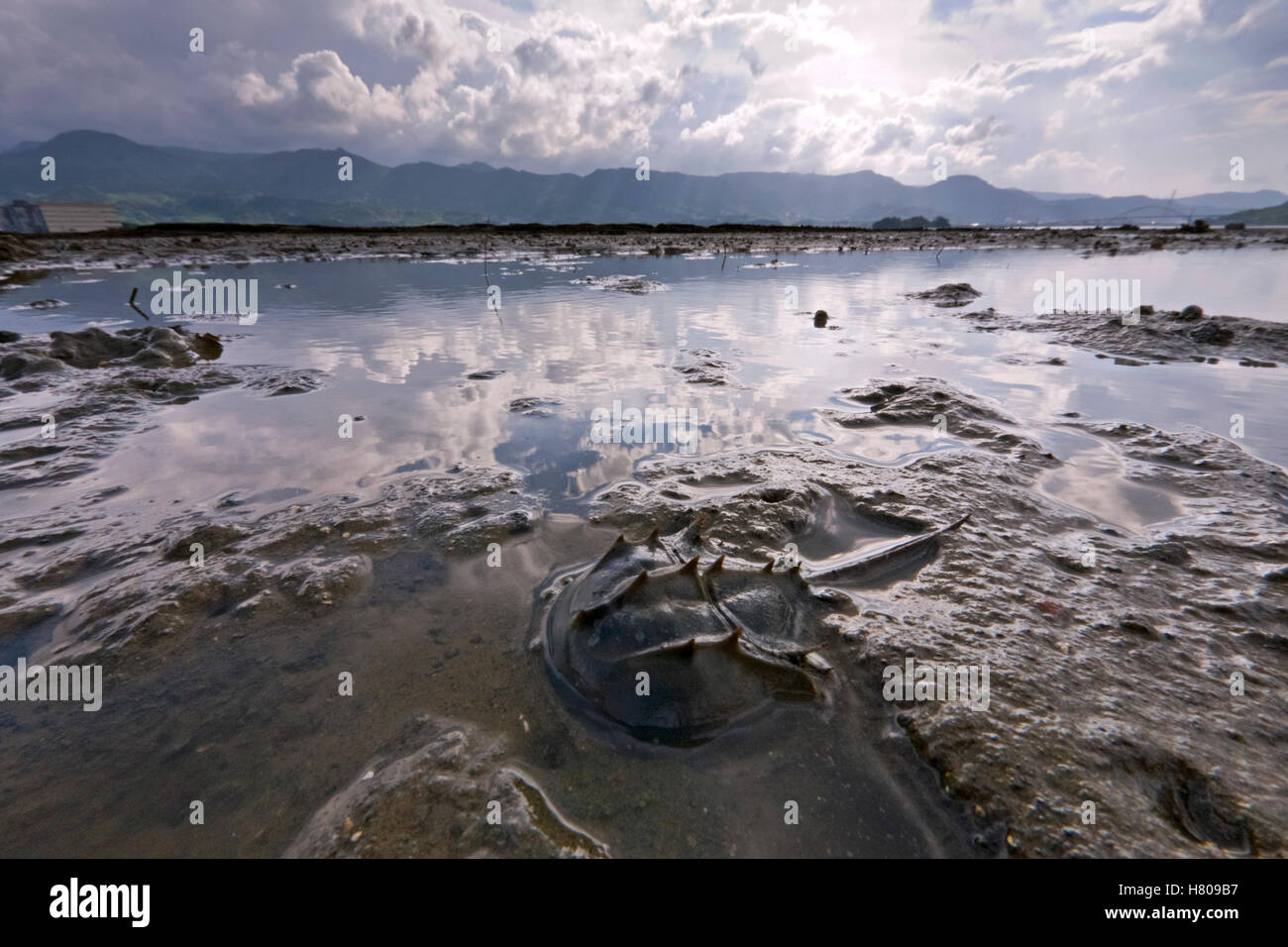 Japanese Horseshoe Crab (Tachypleus tridentatus) in shallow, muddy ...
