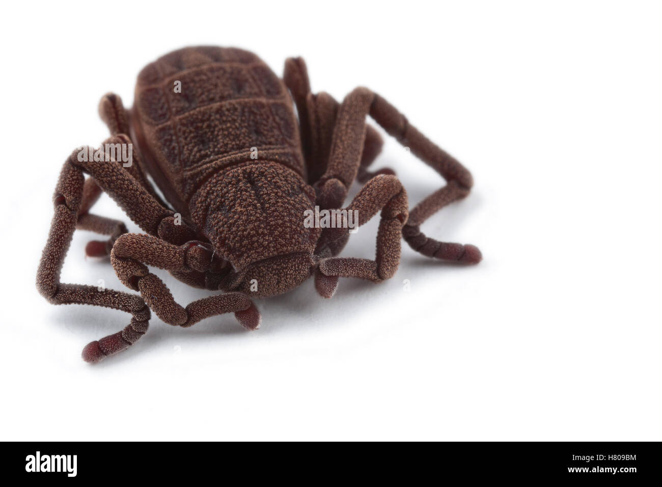 Atewa Hooded Spider (Ricinoides atewa), a recently discovered species ...