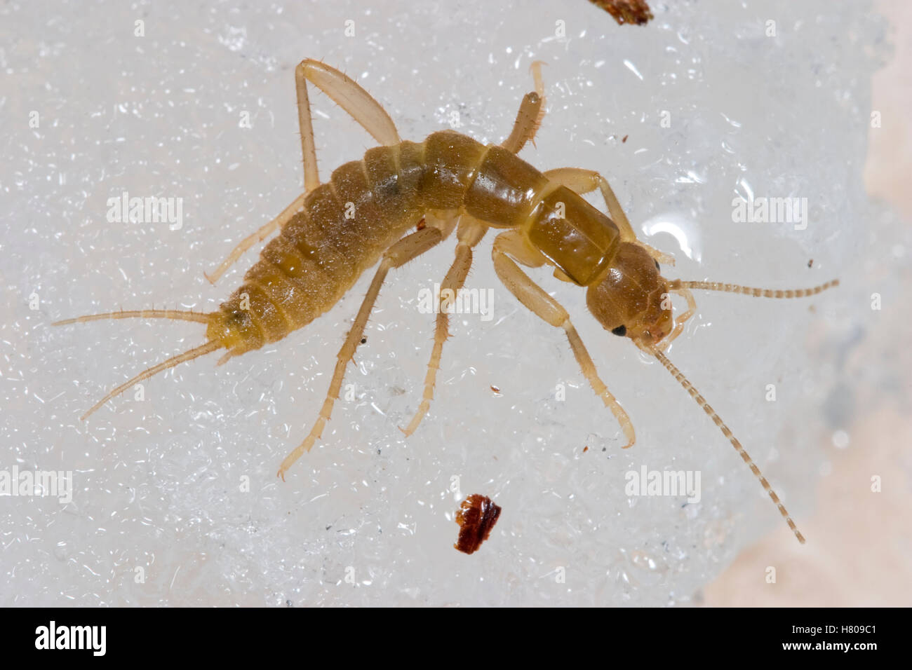 Ice Crawler (Grylloblatta campodeiformis) male on ice, Alberta, Canada ...