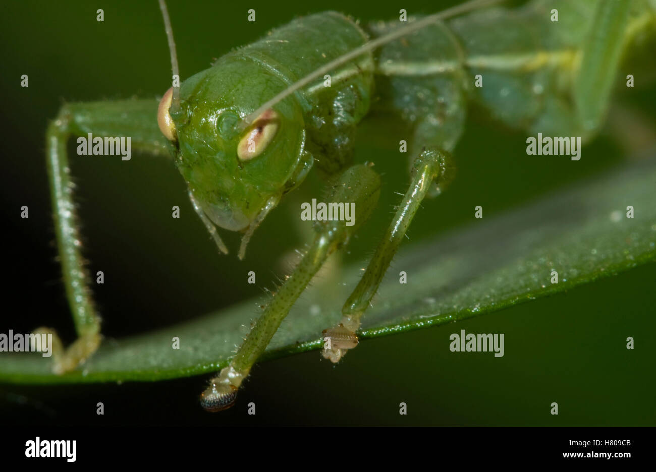 Heelwalker (Mantophasma kudubergense), Namibia Stock Photo - Alamy