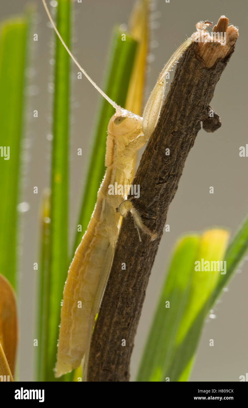 Heelwalker (Mantophasma kudubergense), Namibia Stock Photo - Alamy