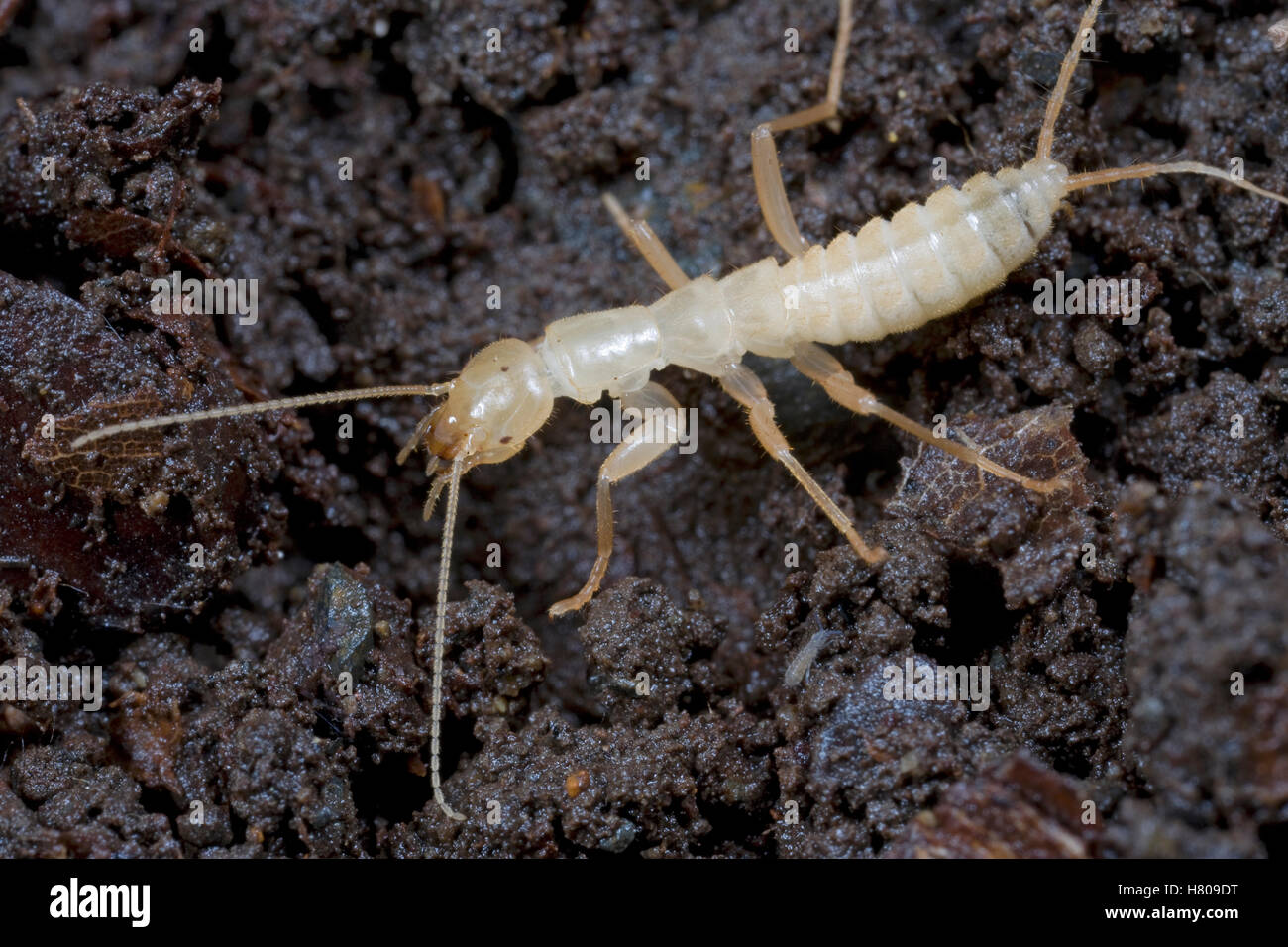 Ice Crawler (Galloisiana nipponensis), Japan Stock Photo - Alamy