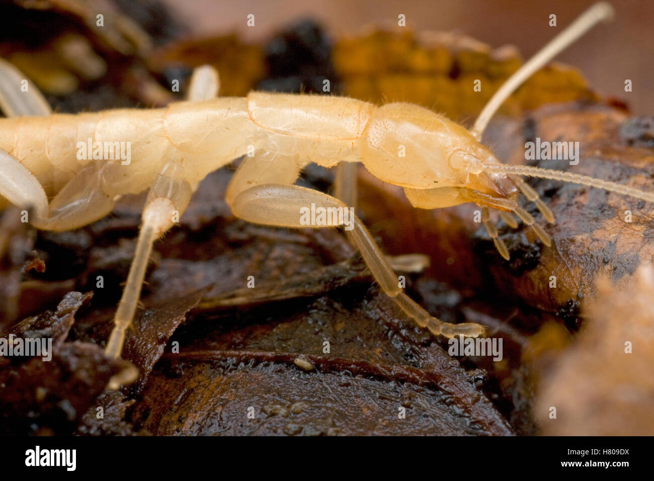 Ice Crawler (Galloisiana nipponensis), Japan Stock Photo - Alamy