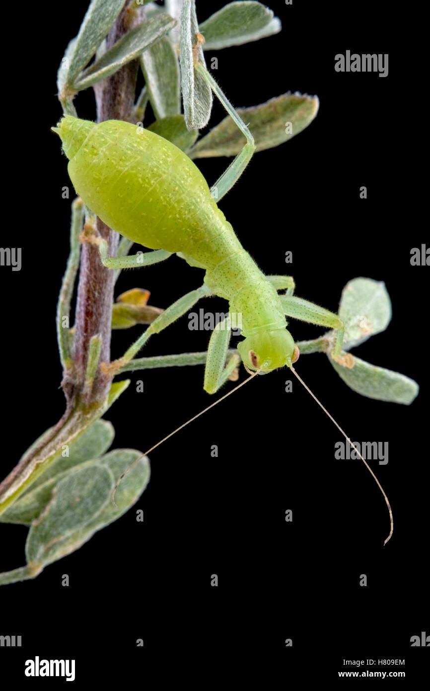 Heelwalker (Sclerophasma sp) pregnant female, Western Cape, South ...