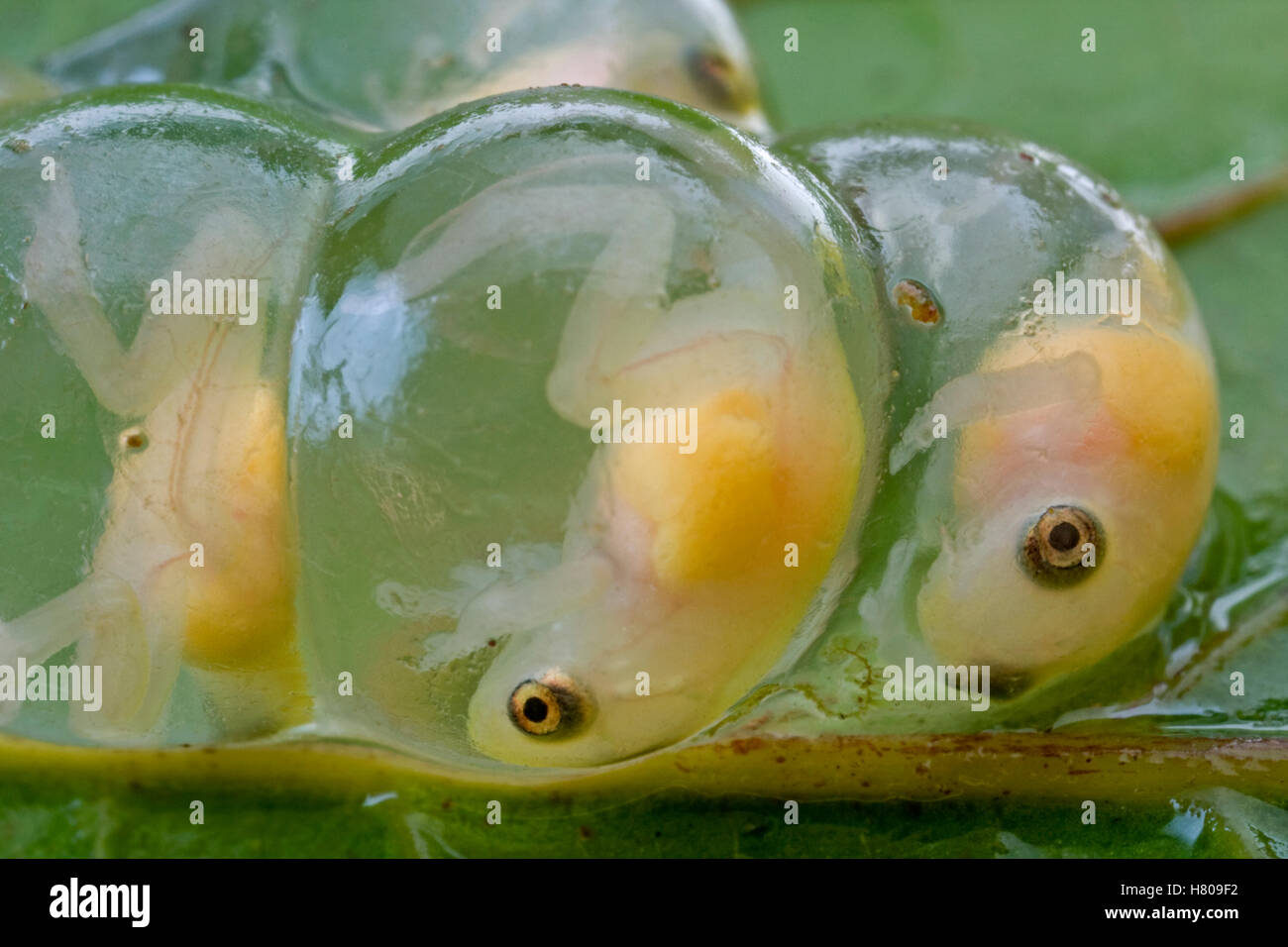 Cross Frog (Oreophryne sp), newly discovered species, eggs, Papua New ...