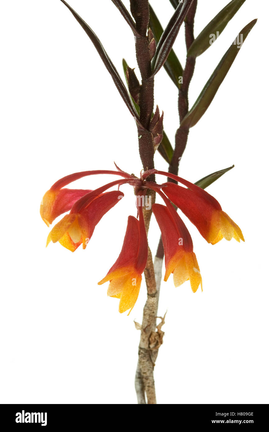 Orchid (Dendrobium affine) flowers, Papua New Guinea Stock Photo - Alamy