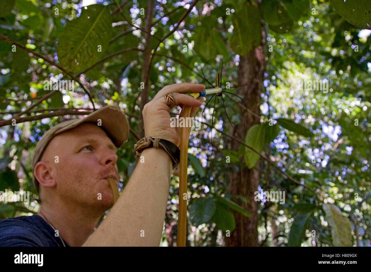 Biologist Ingi Agnarsson collecting kleptoparasitic spiders that live ...