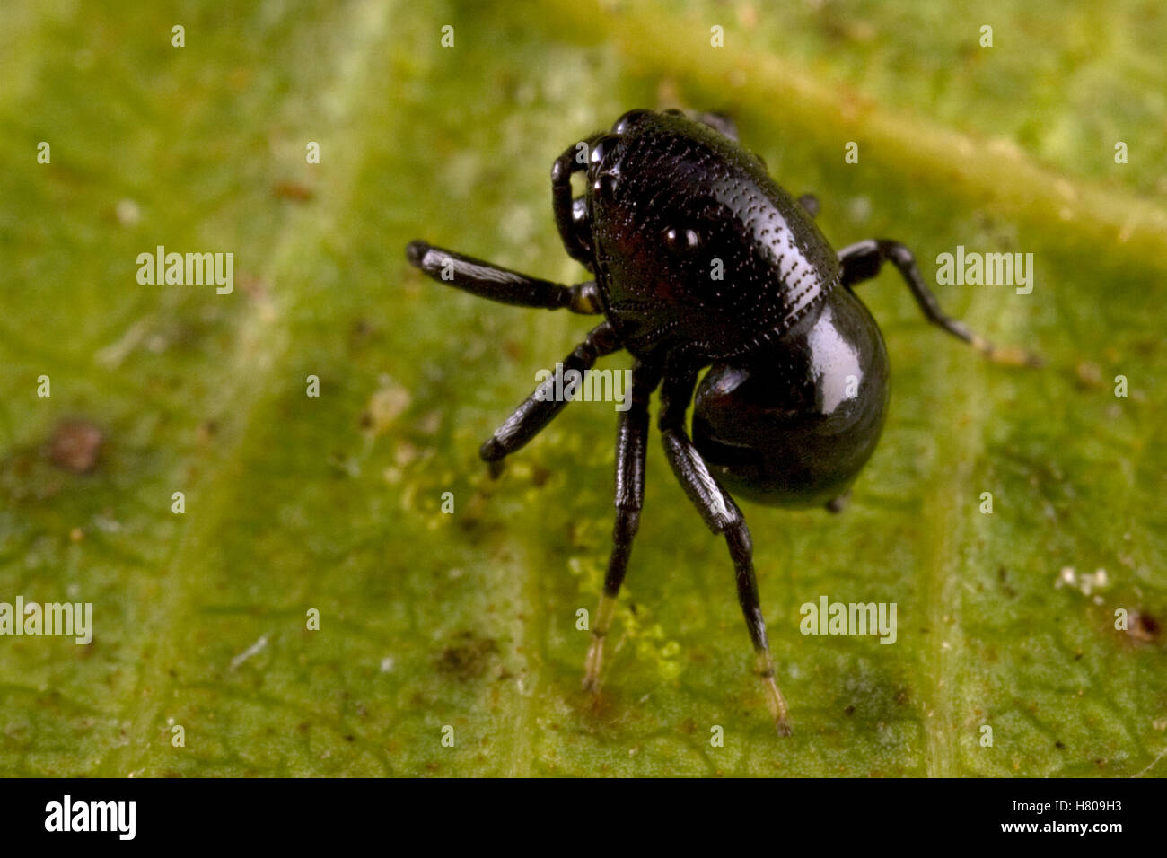 Beetle-mimicking Jumping Spider (Coccorchestes sp), Papua New Guinea ...