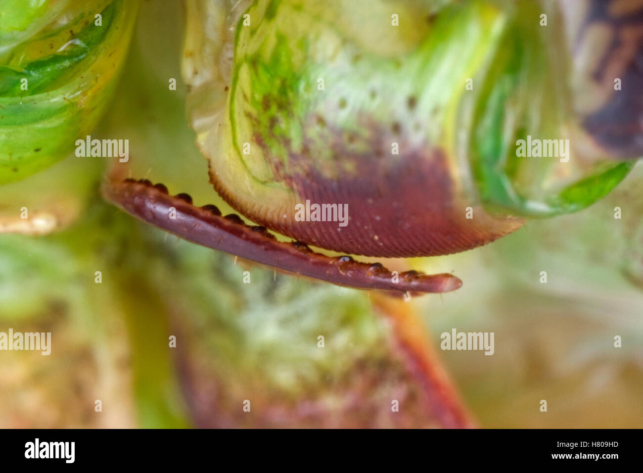 Katydid (Phyllophora sp) leg with ridges used to produce hissing sound ...