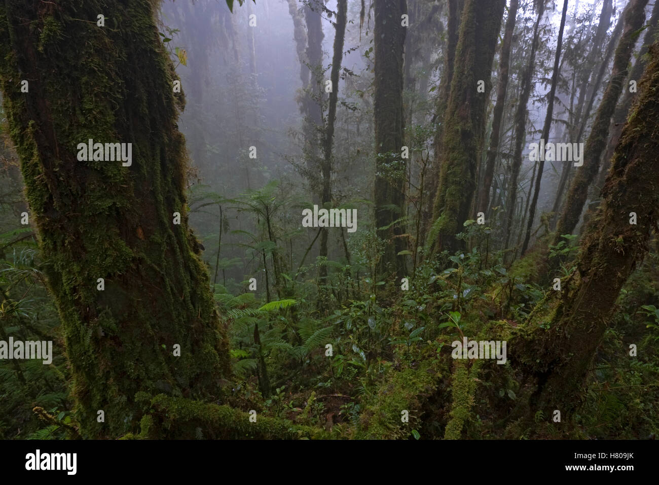 Cloud forest, Muller Range, Papua New Guinea Stock Photo - Alamy
