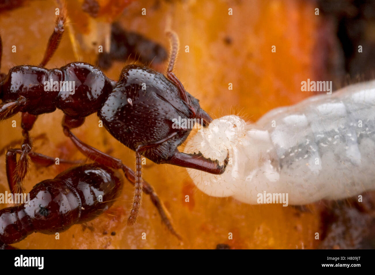 Dracula Ant (Amblyopone sp) worker puncturing the skin of a larva to ...