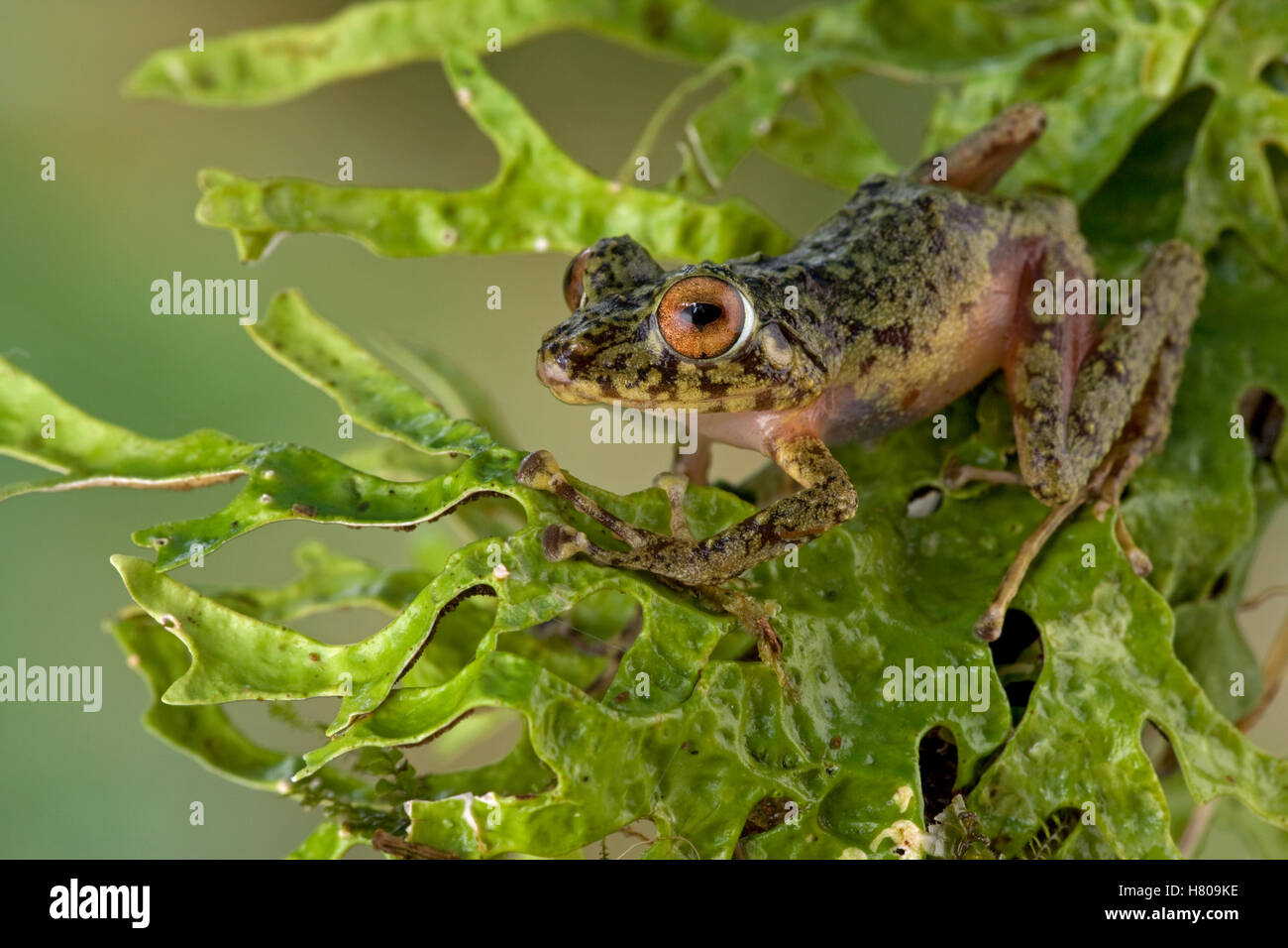 Ground Frog (Platymantis mamusiorum), New Britain Island, Papua New ...