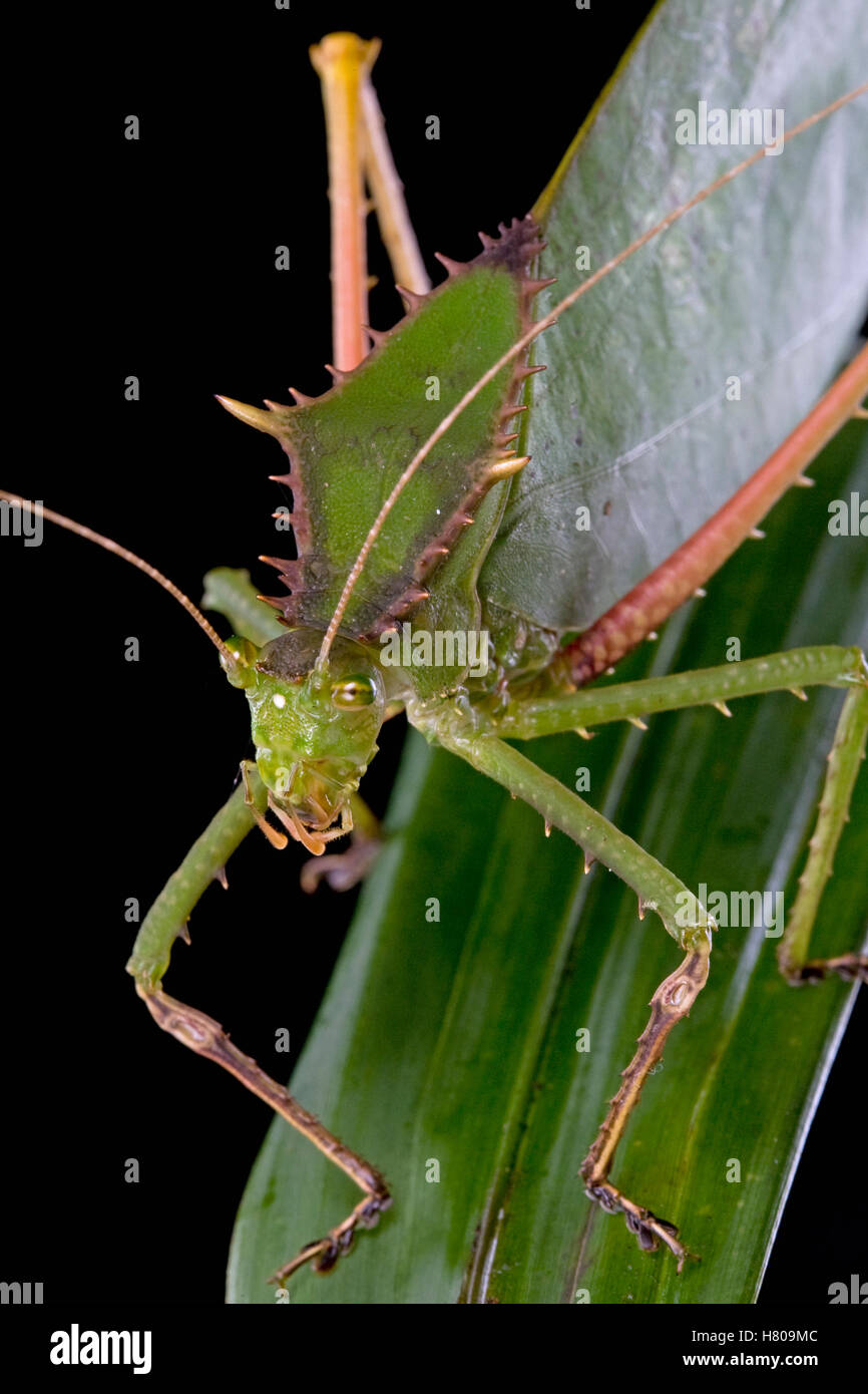 Katydid (Sasima sp), Papua New Guinea Stock Photo - Alamy