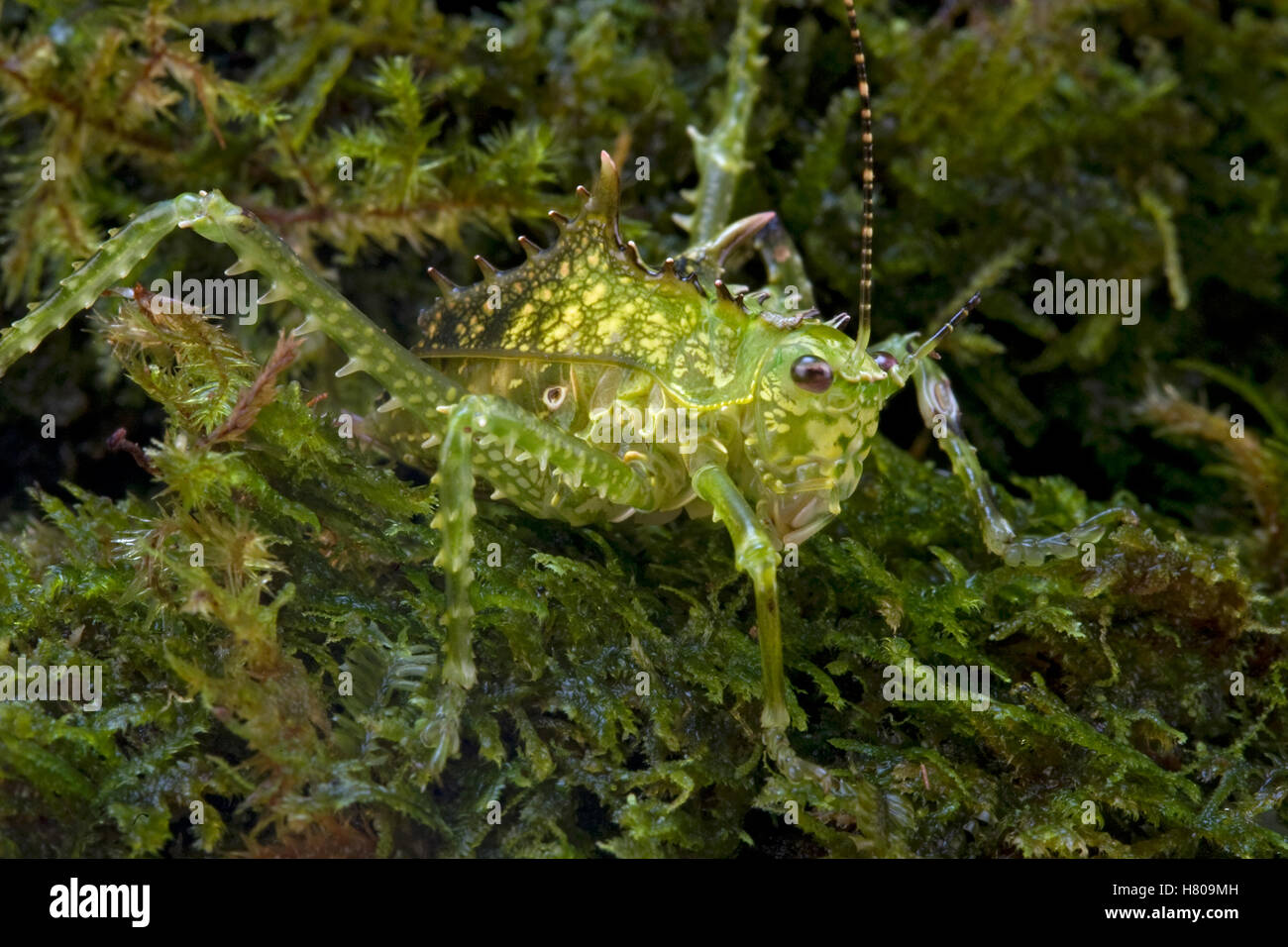Katydid (Sasima sp), Papua New Guinea Stock Photo - Alamy