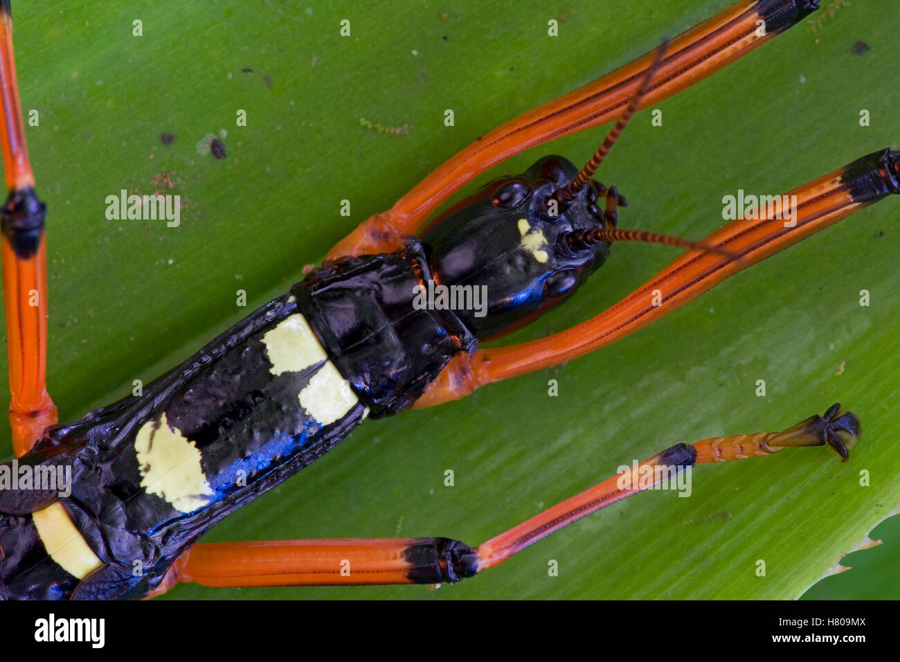 Indigo Walking Stick (Megacrania nigrosulfurea) exhibiting aposematic ...