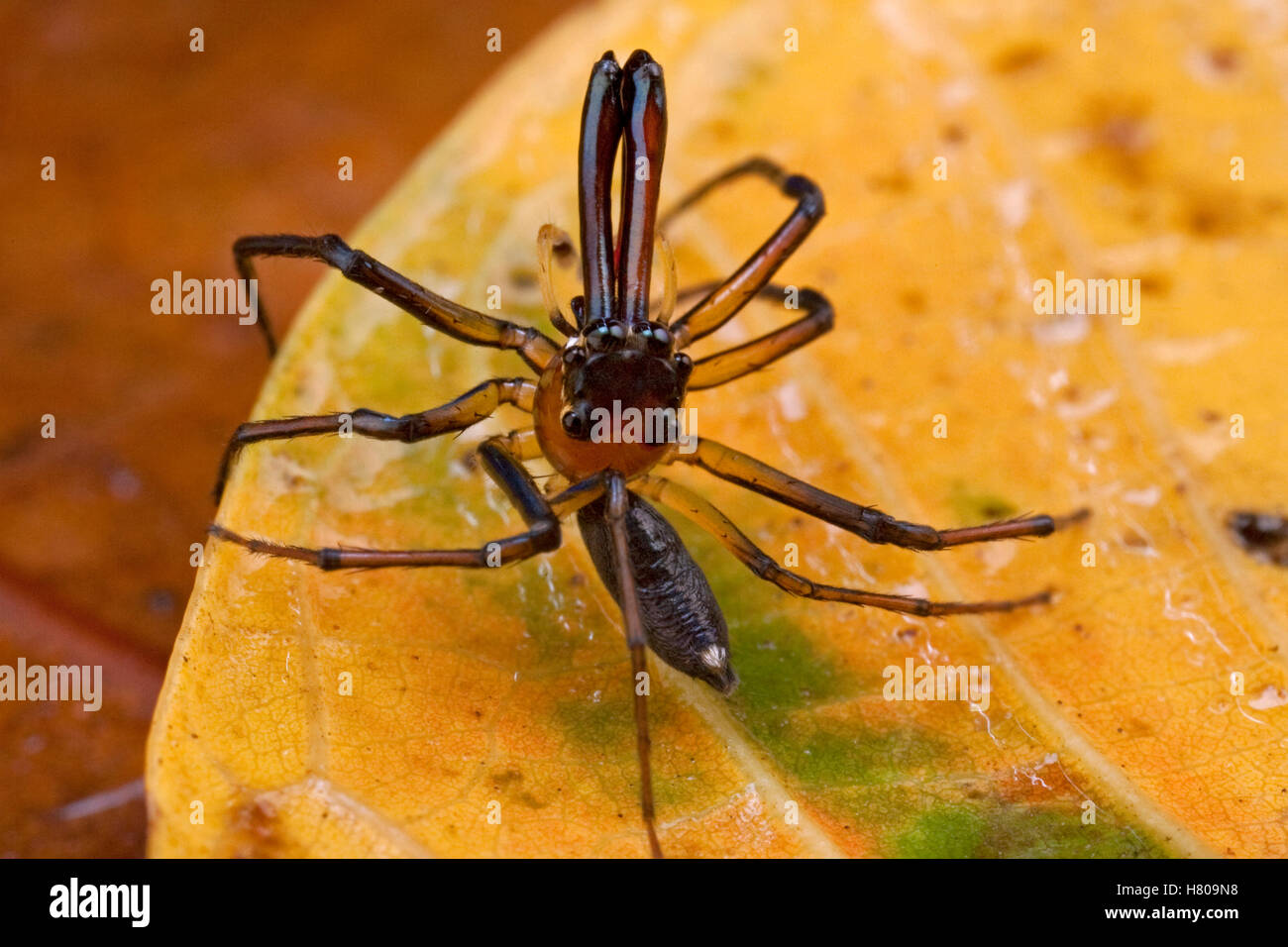 Jumping Spider (Bathippus sp) with enlarged chelicerae which are used ...