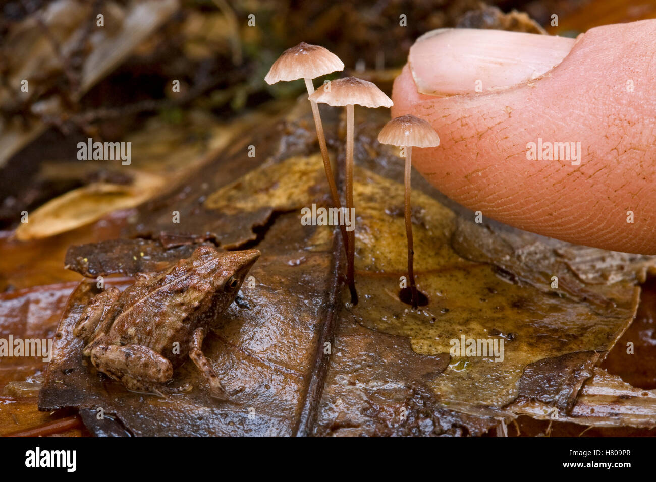 Microhylid Frog (Choerophryne sp), newly discovered species, in ...