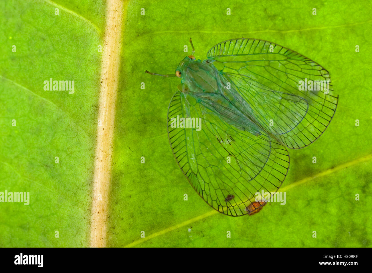 Planthopper (Ricaniidae) mimicking the veination of leaves, Papua New ...
