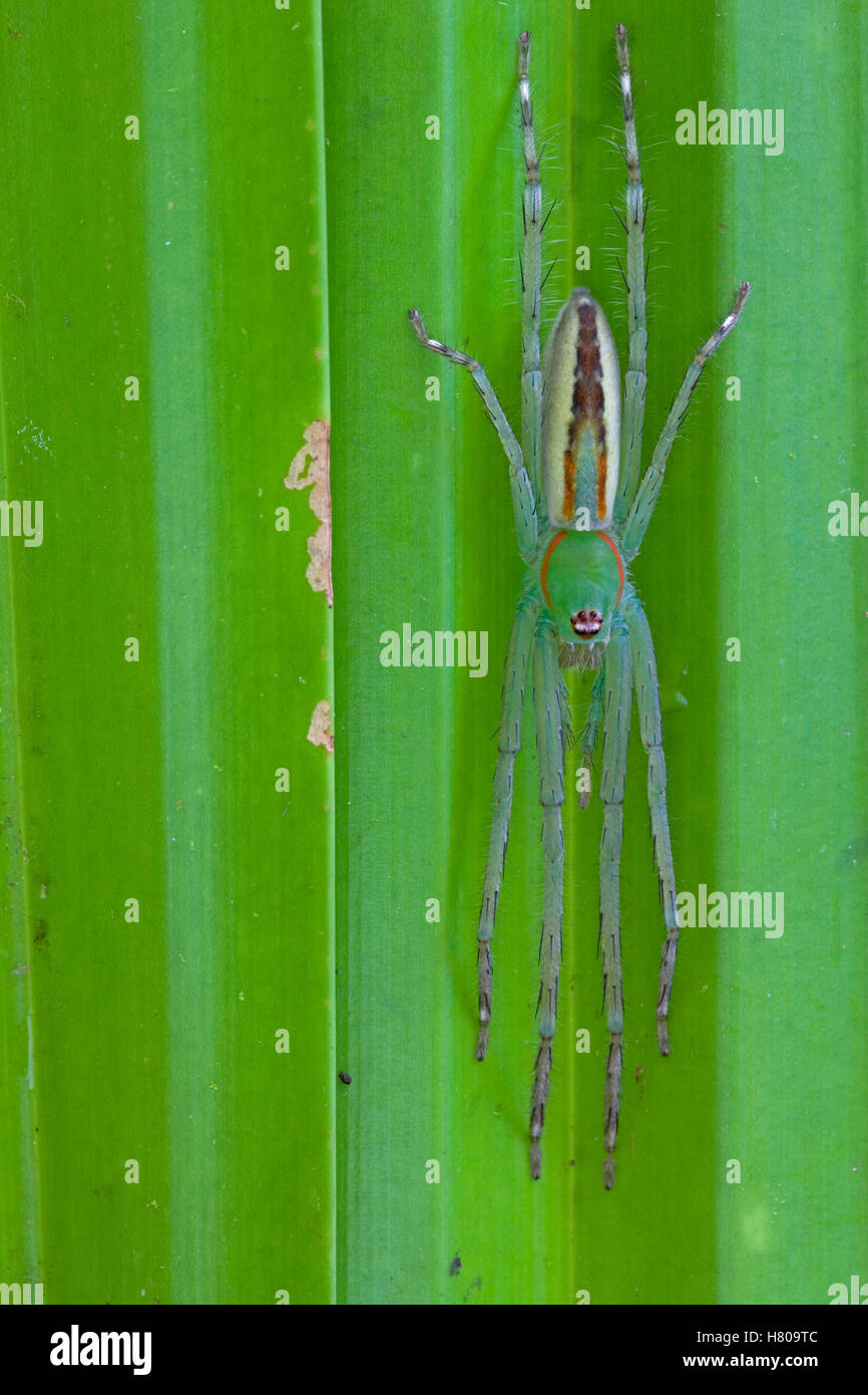 Screw Pine (Pandanus sp) leaf with spider, Papua New Guinea Stock Photo ...