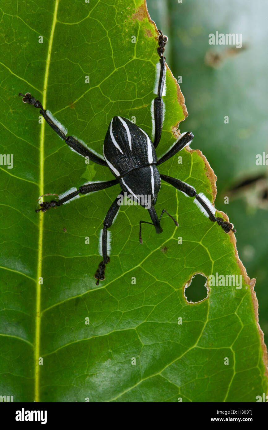 Spider Weevil (Arachnobas granulpennis), New Britain Island, Papua New ...