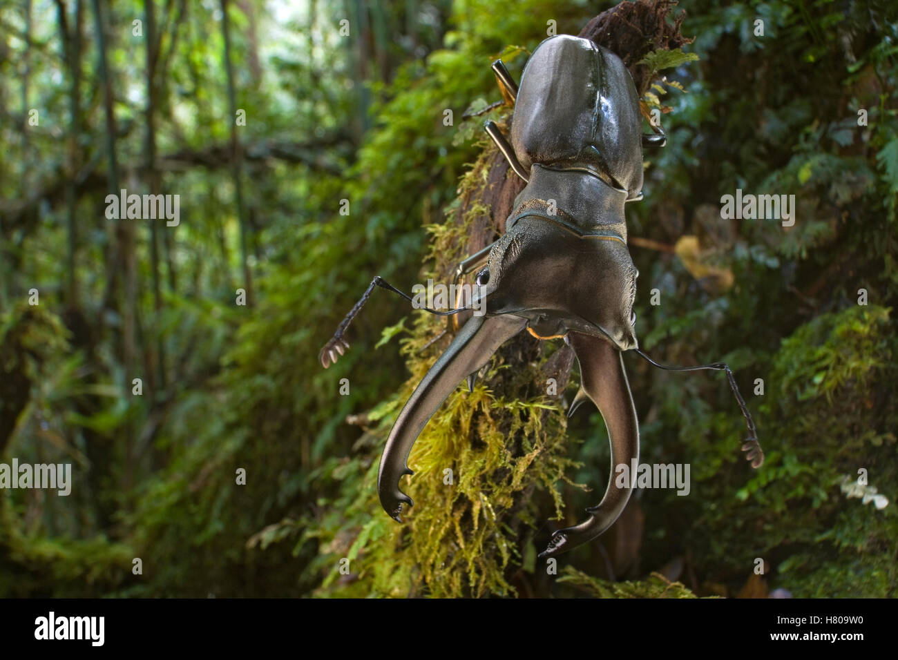Stag Beetle (Cyclommatus eximius) in rainforest, New Britain Island ...